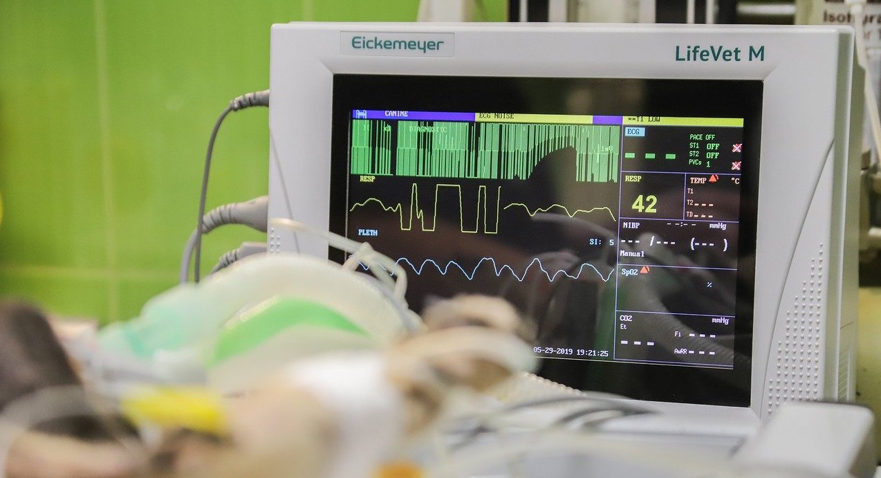 The 5 Best Doctor of Veterinary Medicine (D.V.M.) Degree Programs ...